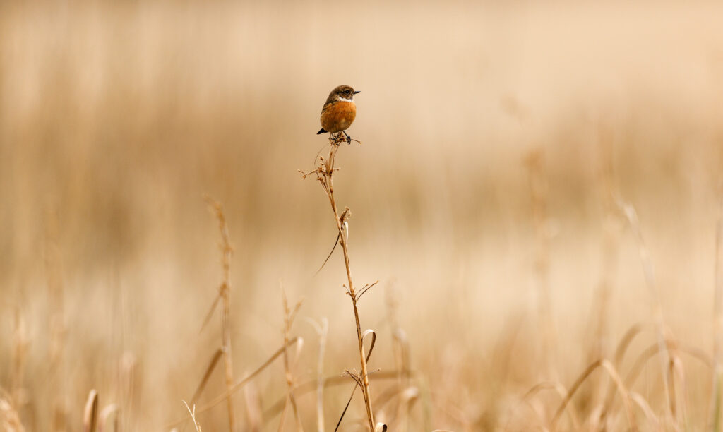 Home - Tóchar Wetlands