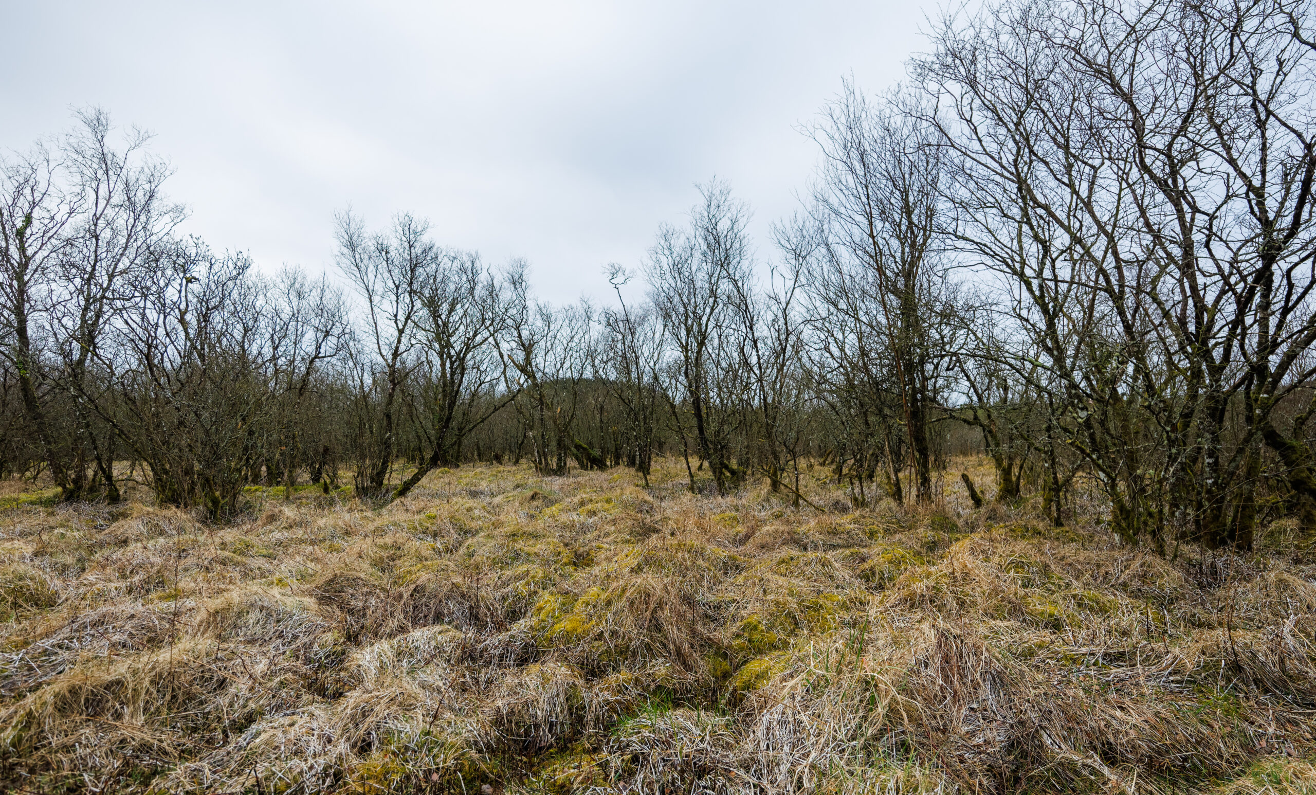 Ireland’s Wetlands Are Worth Celebrating and Visiting on Bog Day 2025 ...