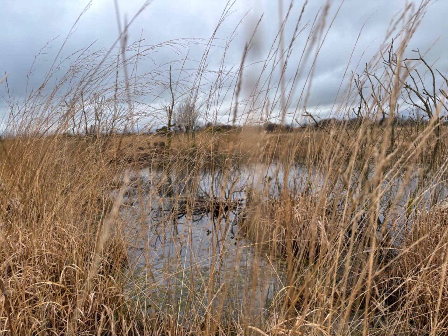 Life springing back into Scohaboy Bog, Co Tipperary - Tóchar Wetlands